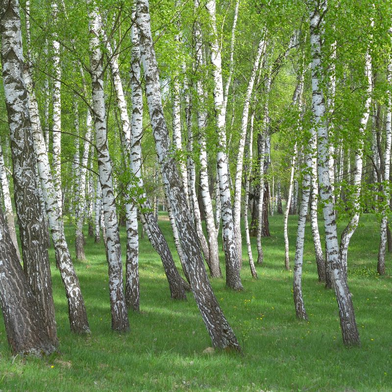 Plants & Trees – Derwen Garden Centre